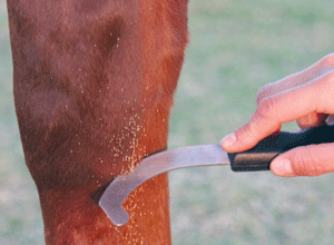 Bot Egg Knife - Gun & Country shop